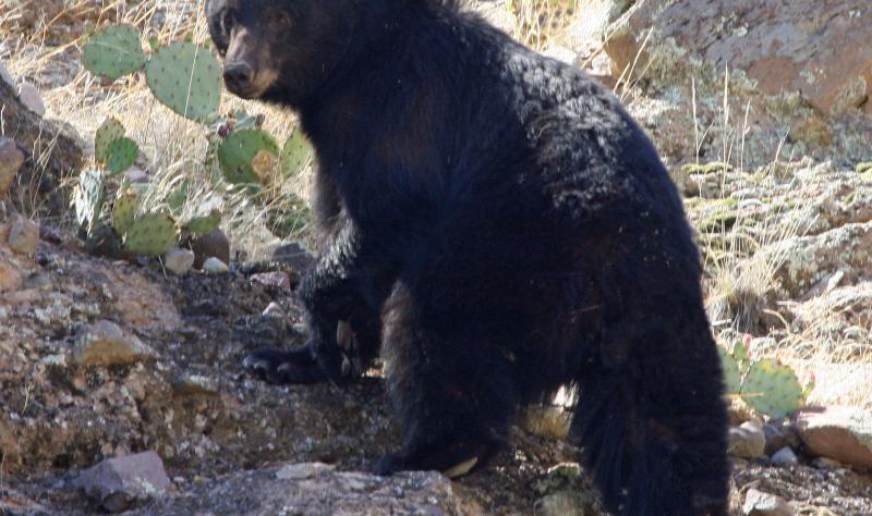 Cdc Details 2023 Trichinellosis Outbreak Linked To Undercooked Bear